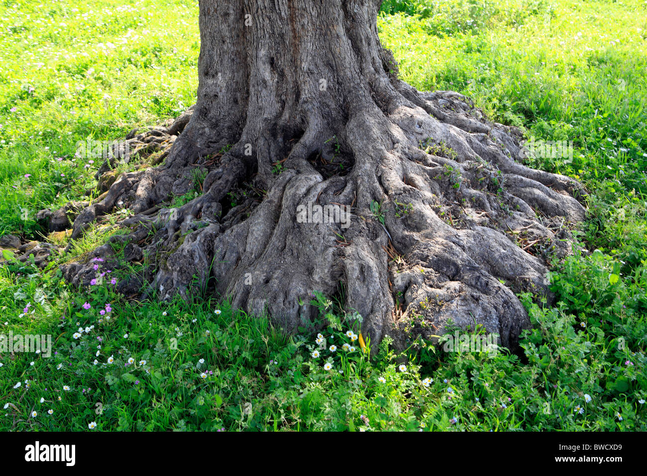 Countryside near Himara, district Vlora (Vlore), Albania Stock Photo ...