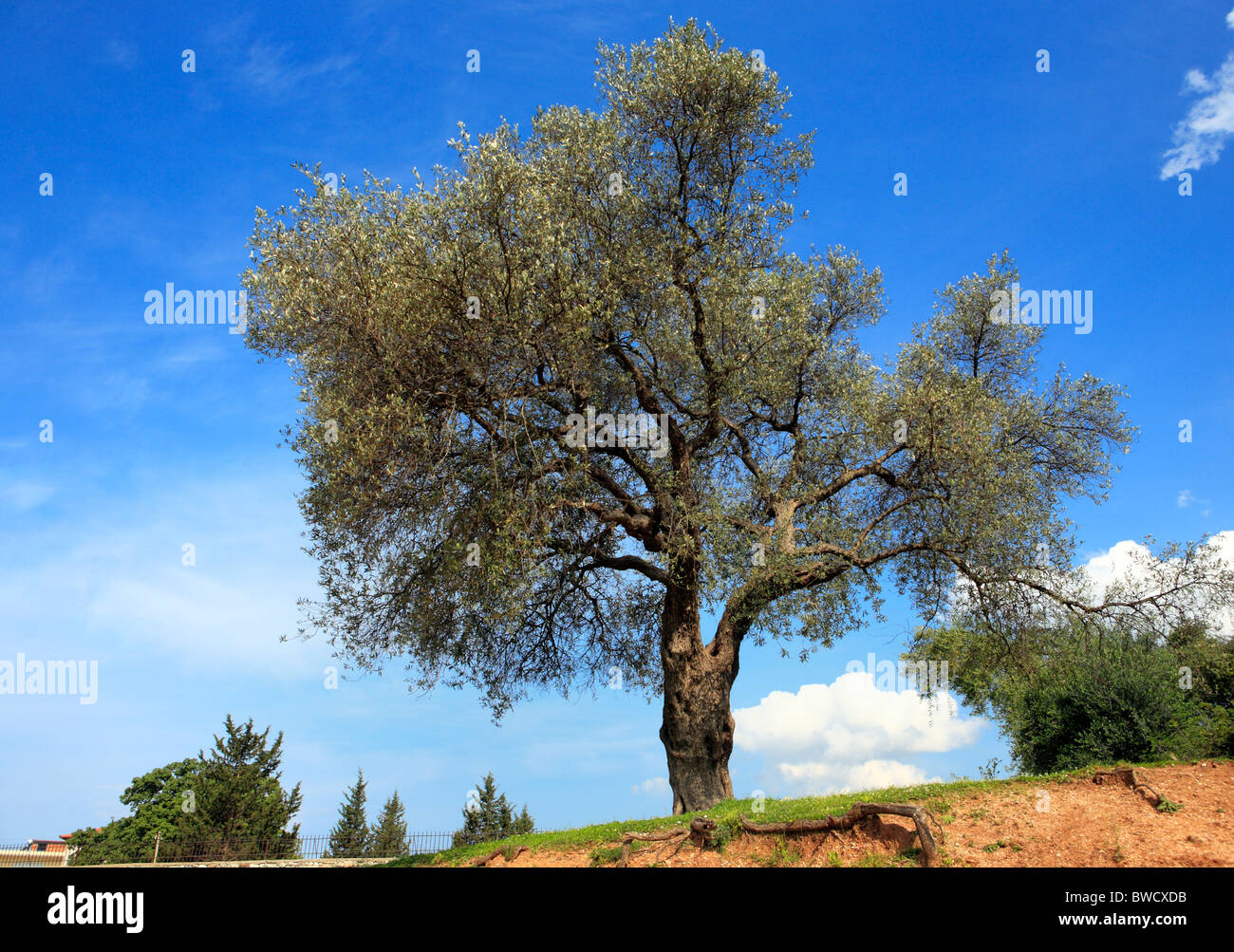 Olive tree countryside hi-res stock photography and images - Alamy