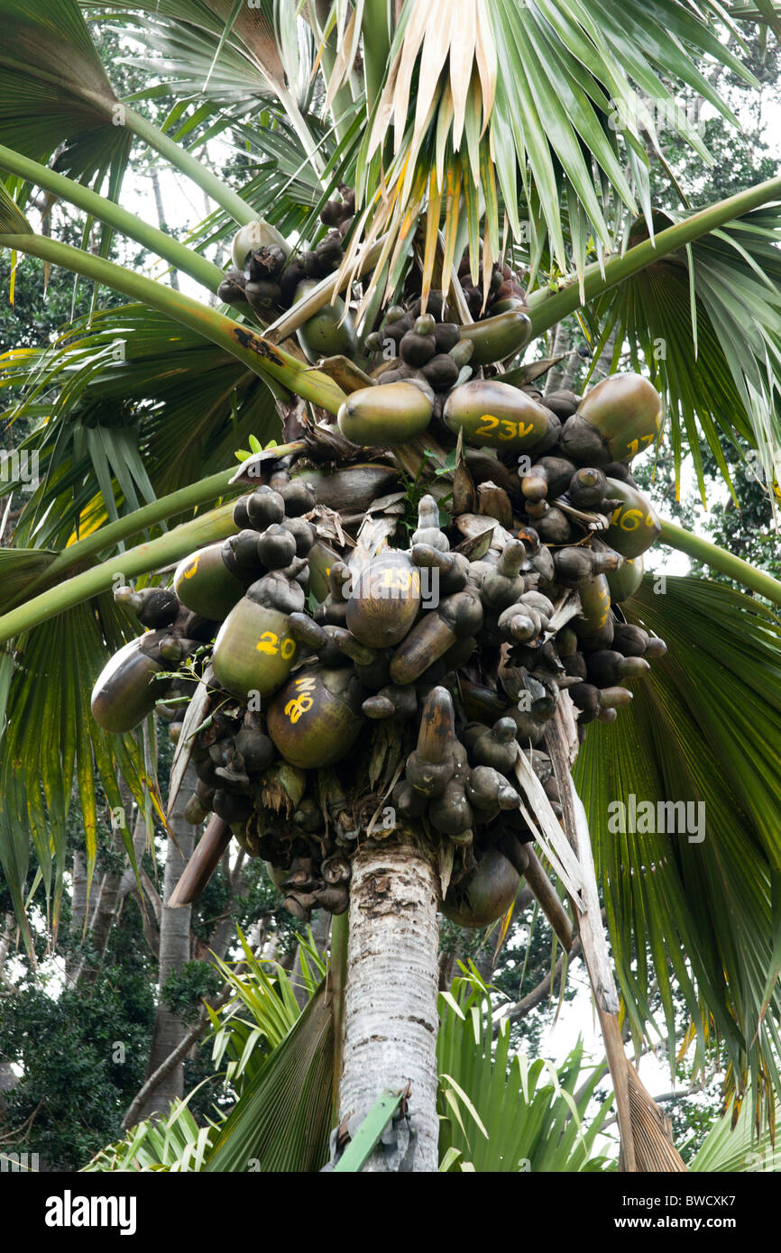 Double coconut tree hi-res stock photography and images - Alamy