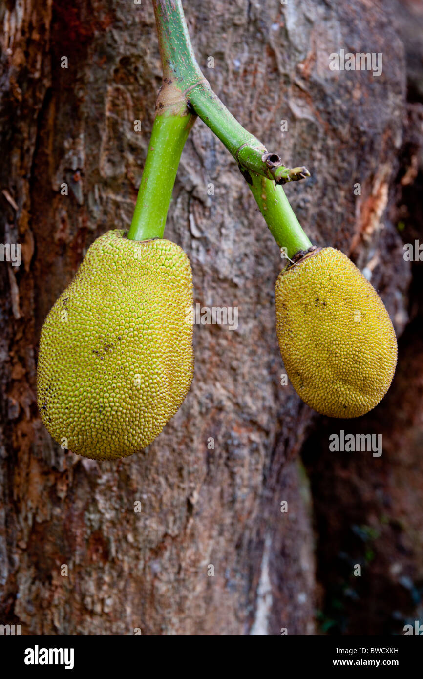 Jak fruit, Artocarpus heterophyllus, at the Royal Botanic Gardens ...