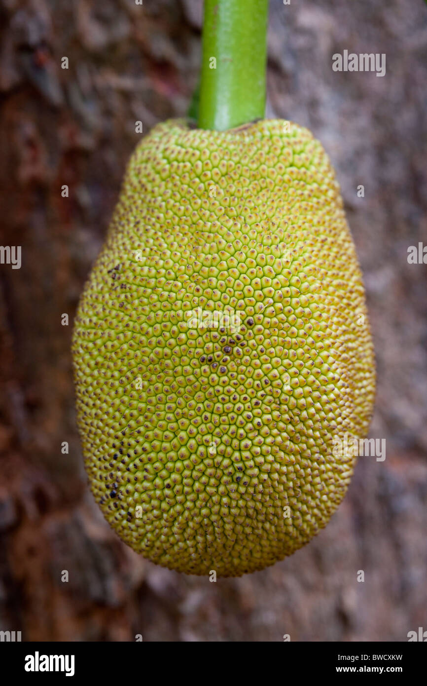 Jak fruit, Artocarpus heterophyllus, at the Royal Botanic Gardens ...