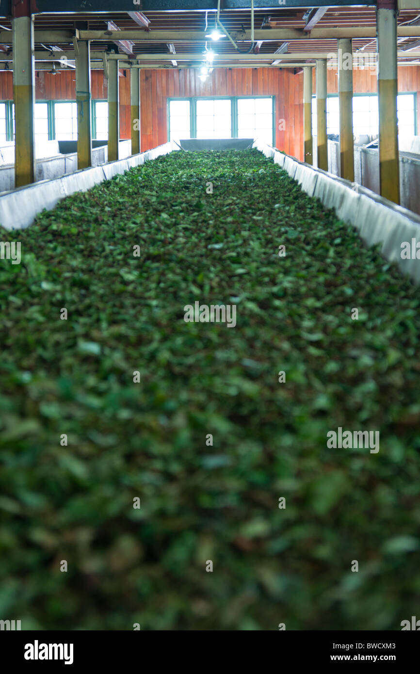 Tea processing hi-res stock photography and images - Alamy