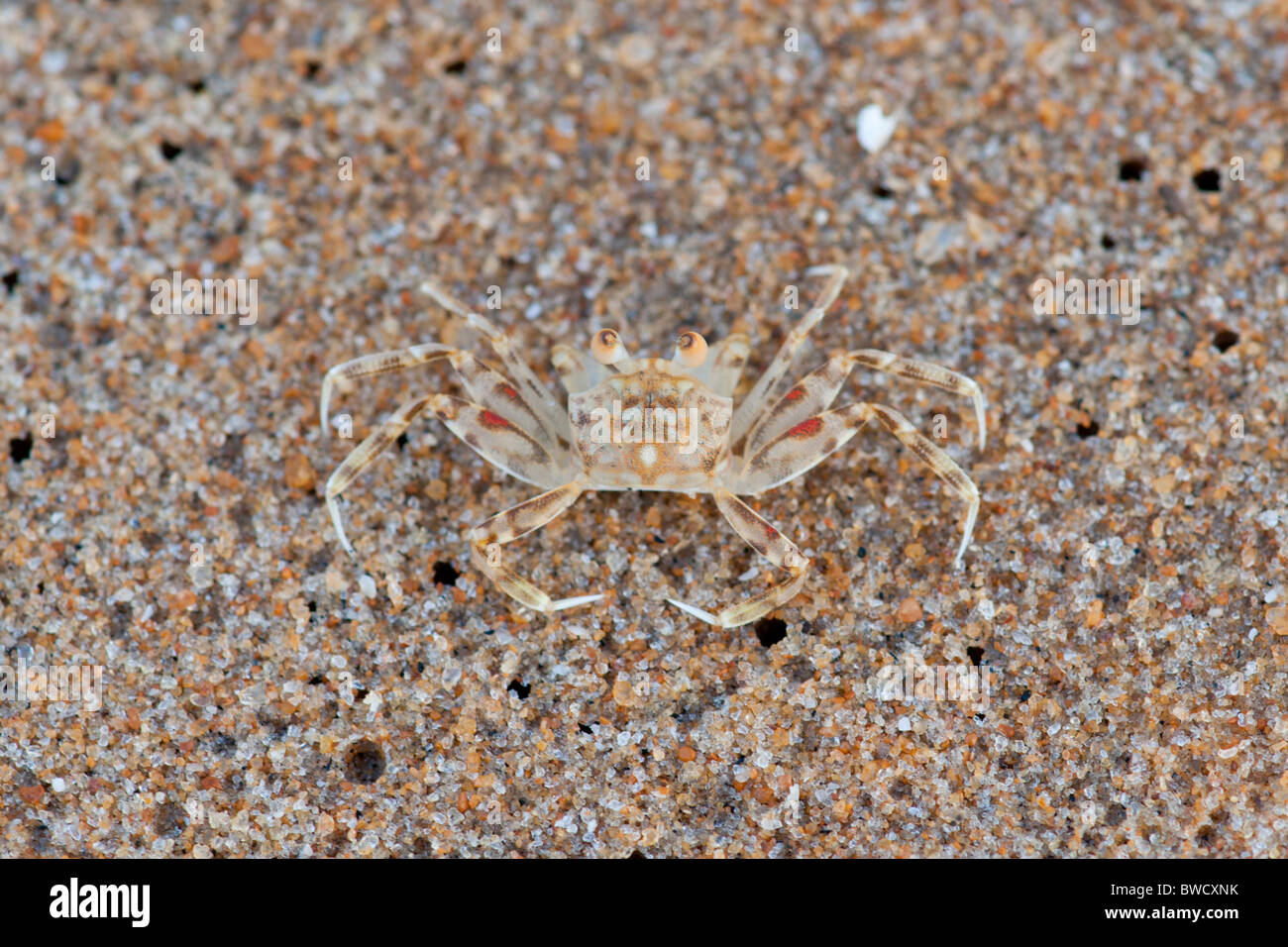 Tropical crab on the sand, Sri Lanka Stock Photo - Alamy