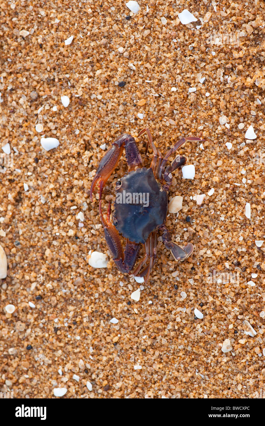 Tropical crab on the sand, Sri Lanka Stock Photo - Alamy