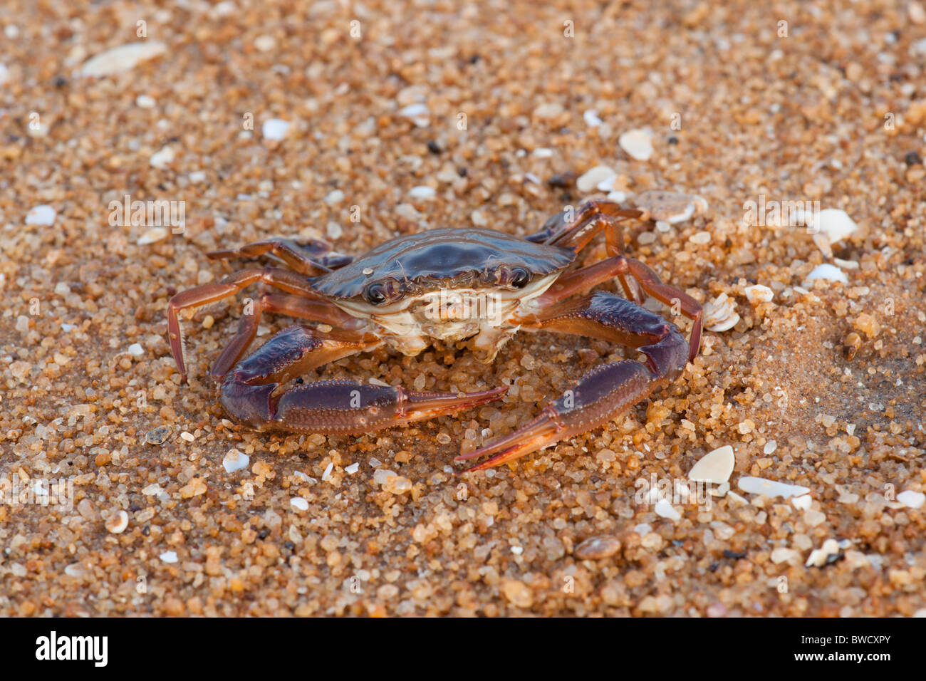 Tropical crab on the sand, Sri Lanka Stock Photo - Alamy
