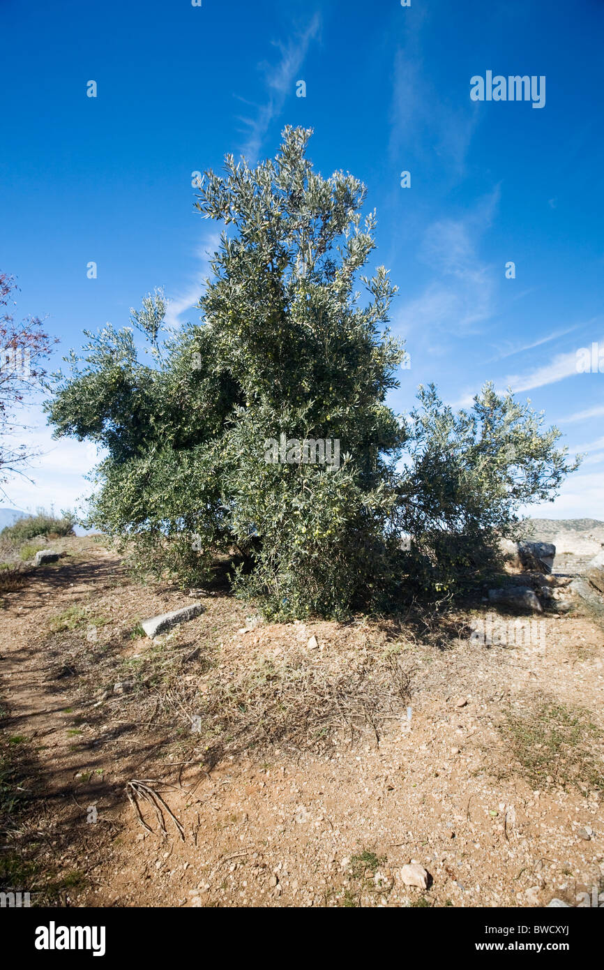 Olive tree turkey hi-res stock photography and images - Alamy