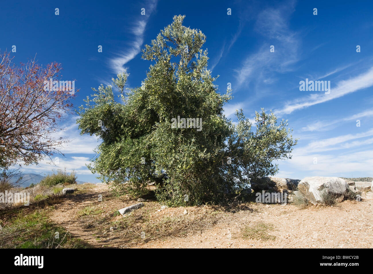 Olive tree turkey hi-res stock photography and images - Alamy
