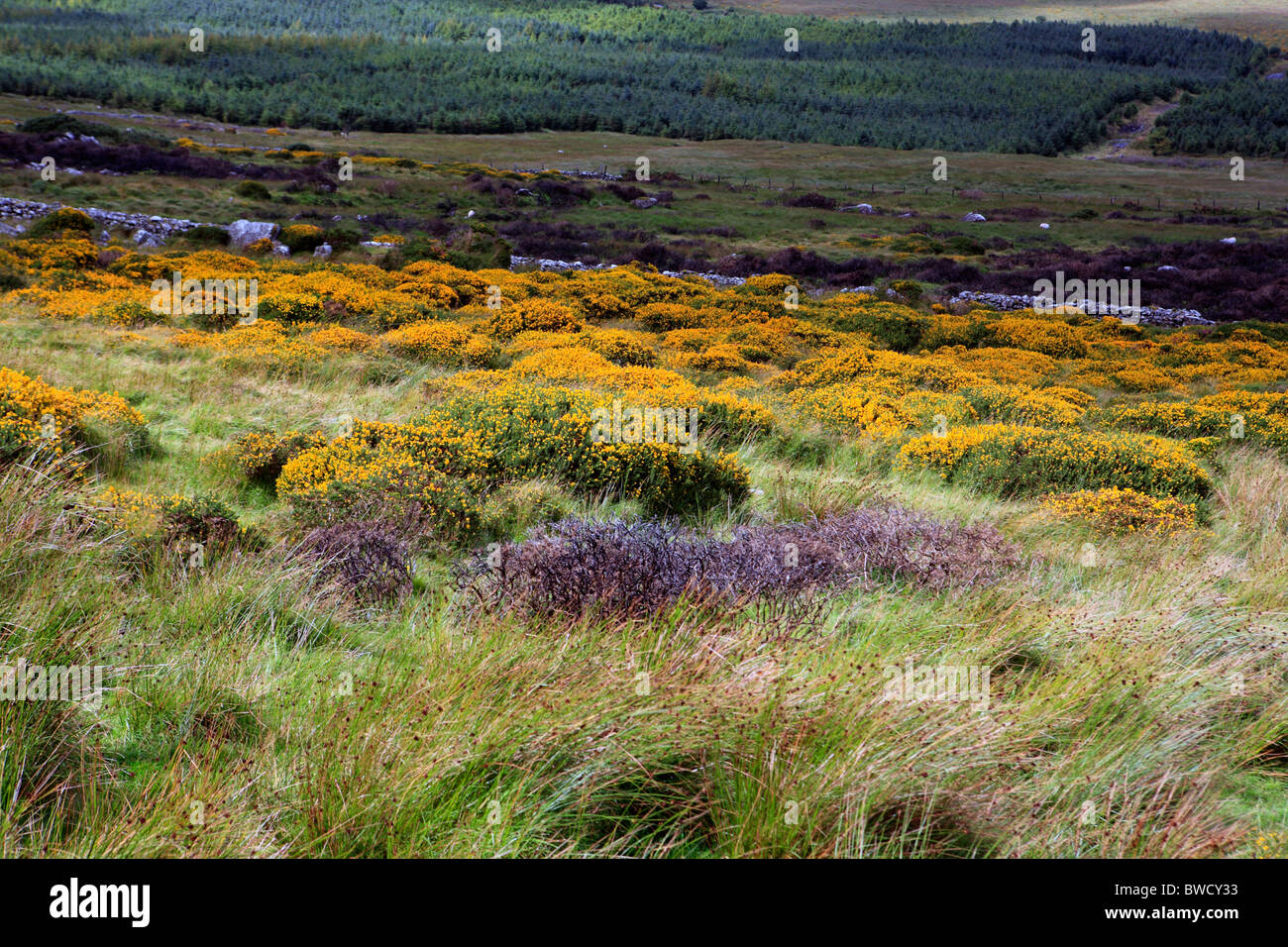 Connor pass, Dingle peninsula, Kerry county, Ireland Stock Photo - Alamy