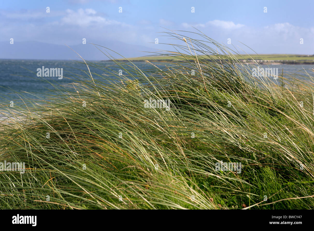 Ventry harbor, Dingle peninsula, Kerry county, Ireland Stock Photo - Alamy