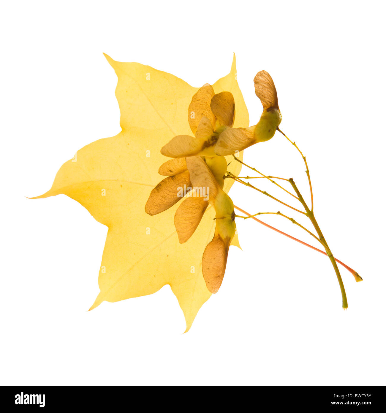 autumnal maple translucent yellow leaf and seed cluster; isolated on ...