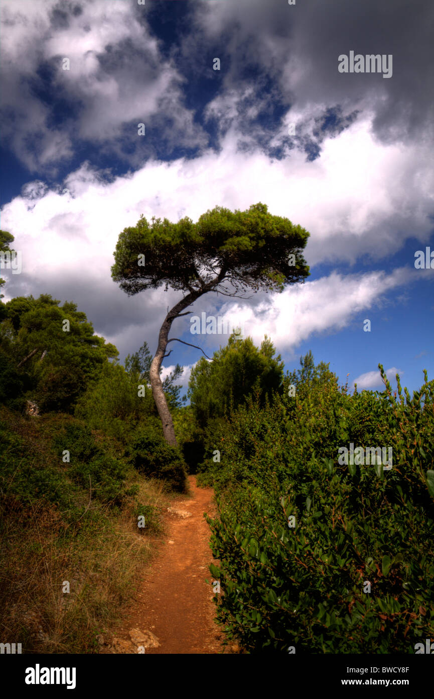 Mediterranean landscape with solitary pine tree Stock Photo - Alamy