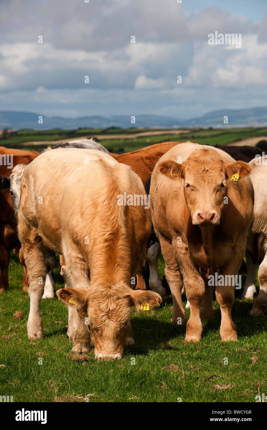 Beef cattle uk hi-res stock photography and images - Alamy