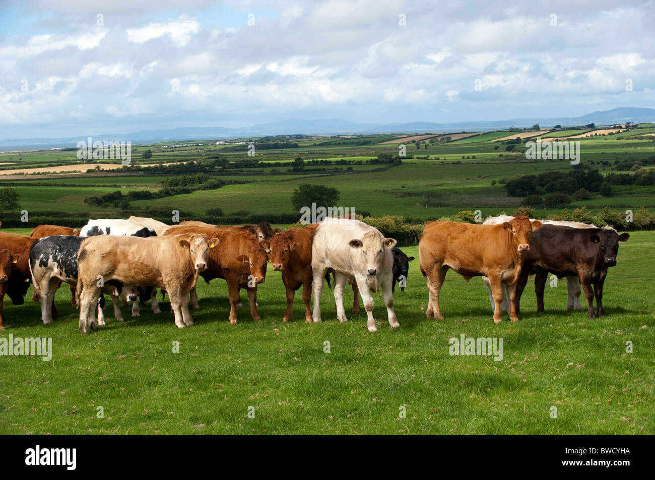 Beef cattle grazing in pasture hi-res stock photography and images - Alamy
