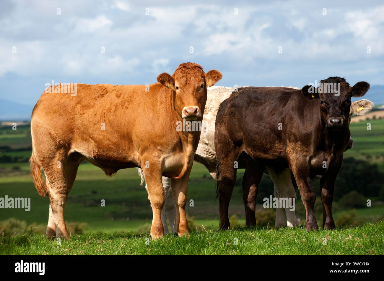 Beef cattle grazing uk hi-res stock photography and images - Alamy
