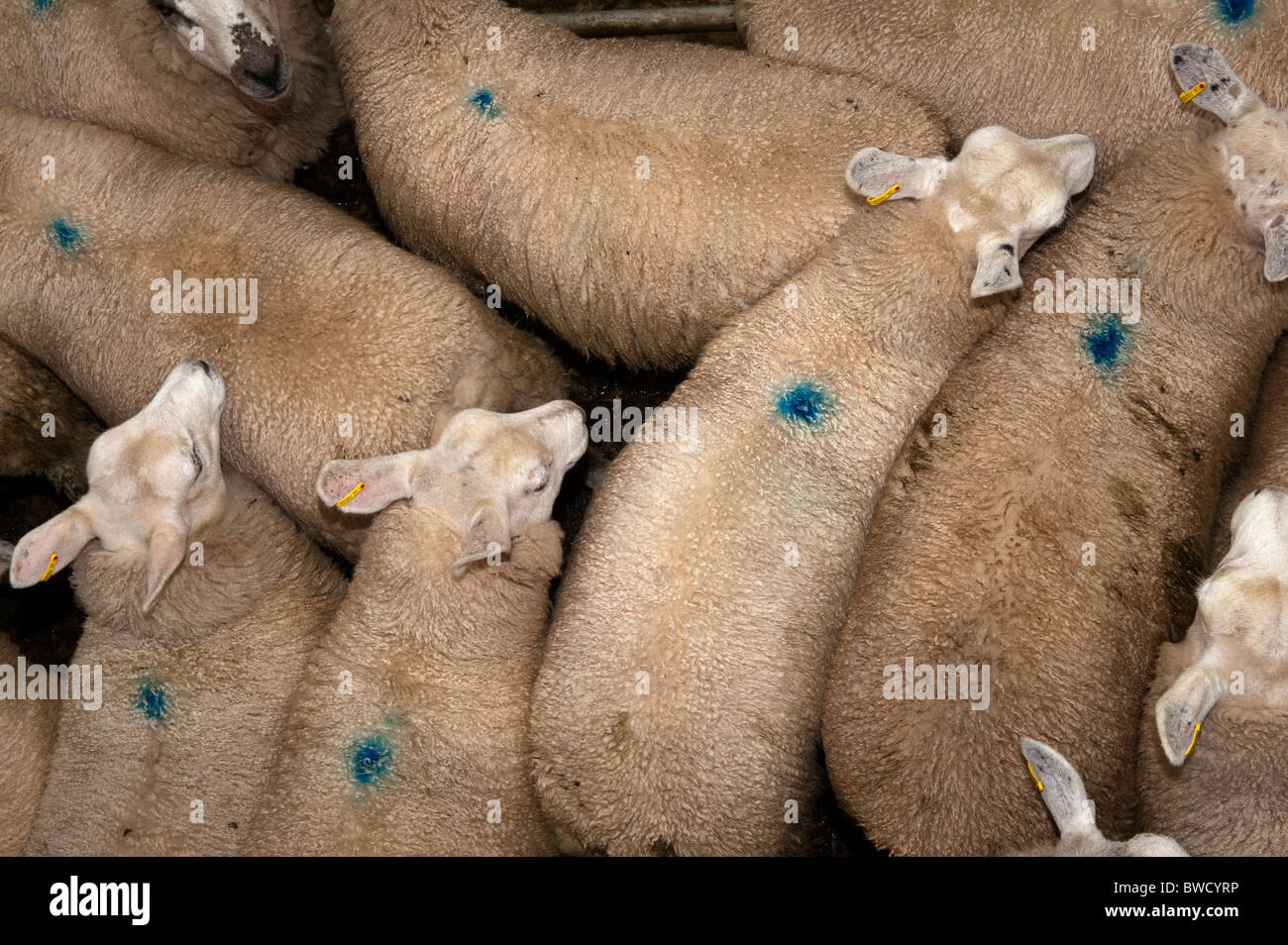 Sheep being loaded onto wagon at Welshpool auction mart Stock Photo - Alamy
