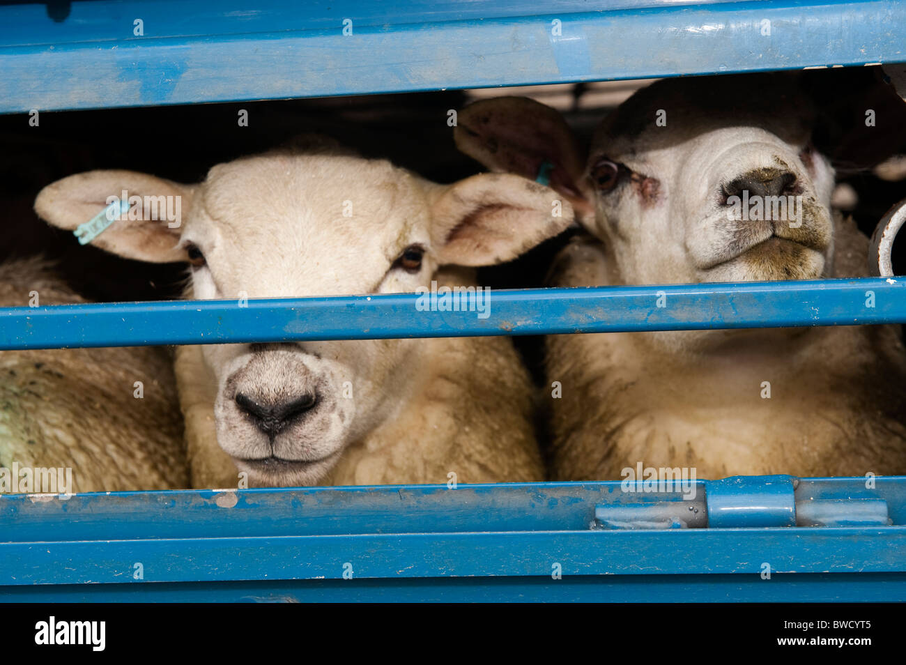 Sheep being loaded onto wagon at Welshpool auction mart Stock Photo - Alamy