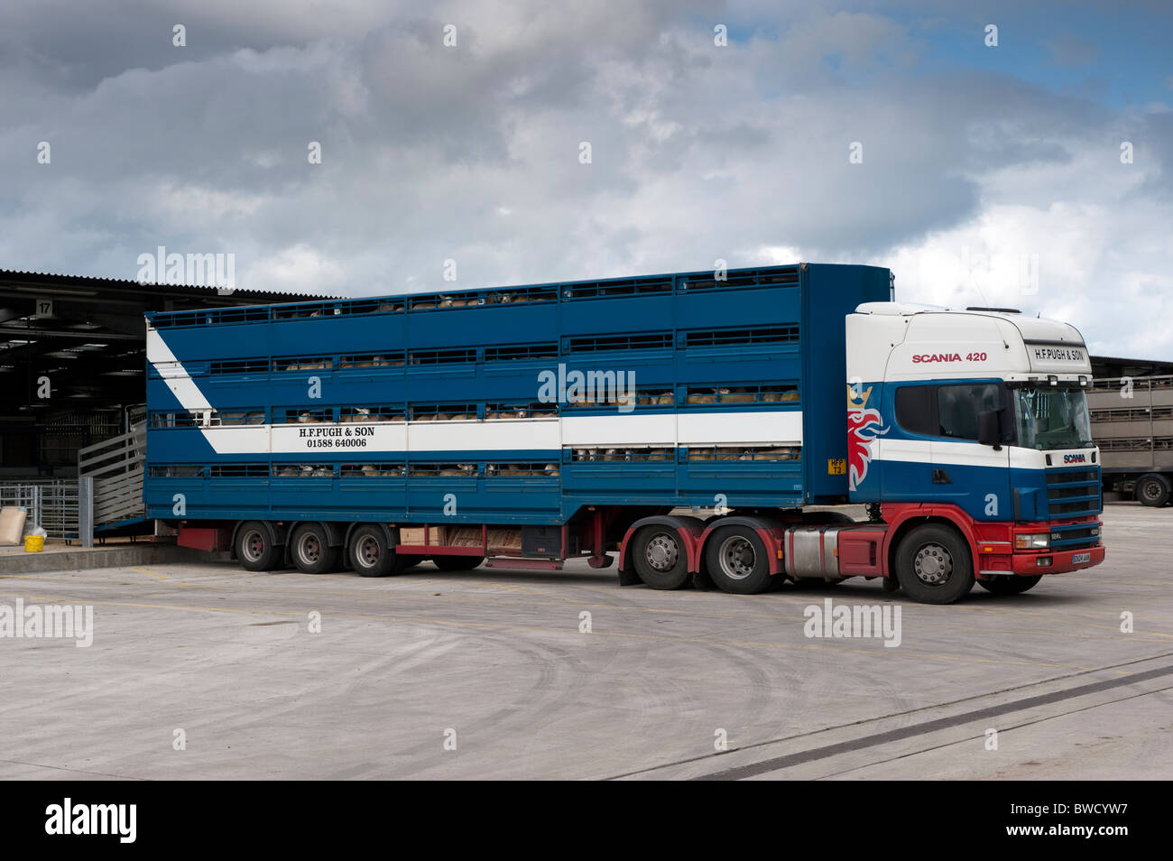 Sheep being loaded wagon hi-res stock photography and images - Alamy