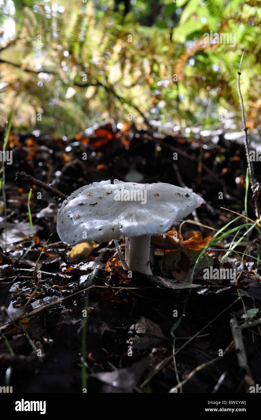 White toadstool hi-res stock photography and images - Alamy