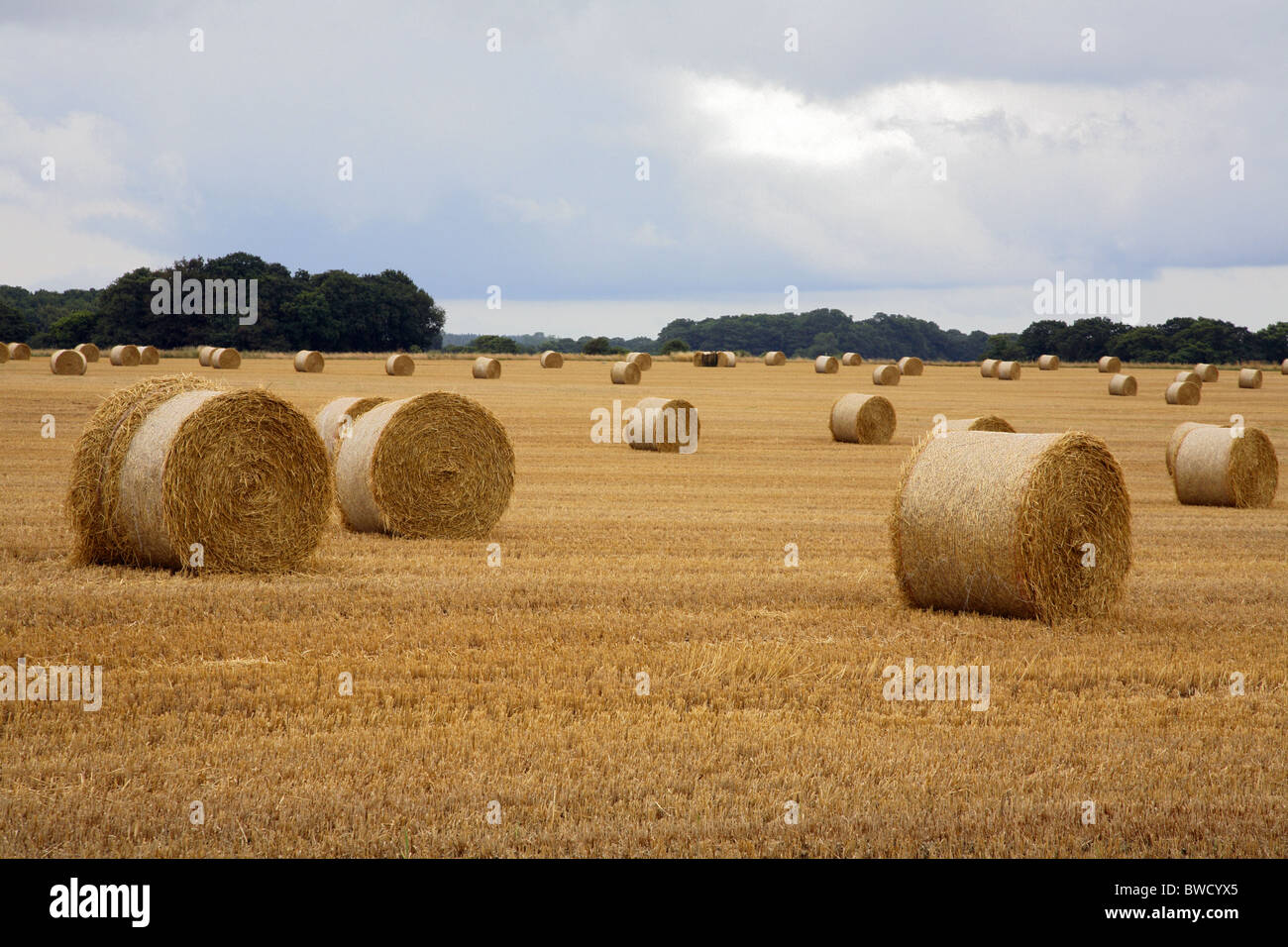 Round bales of hay in a field Stock Photo - Alamy