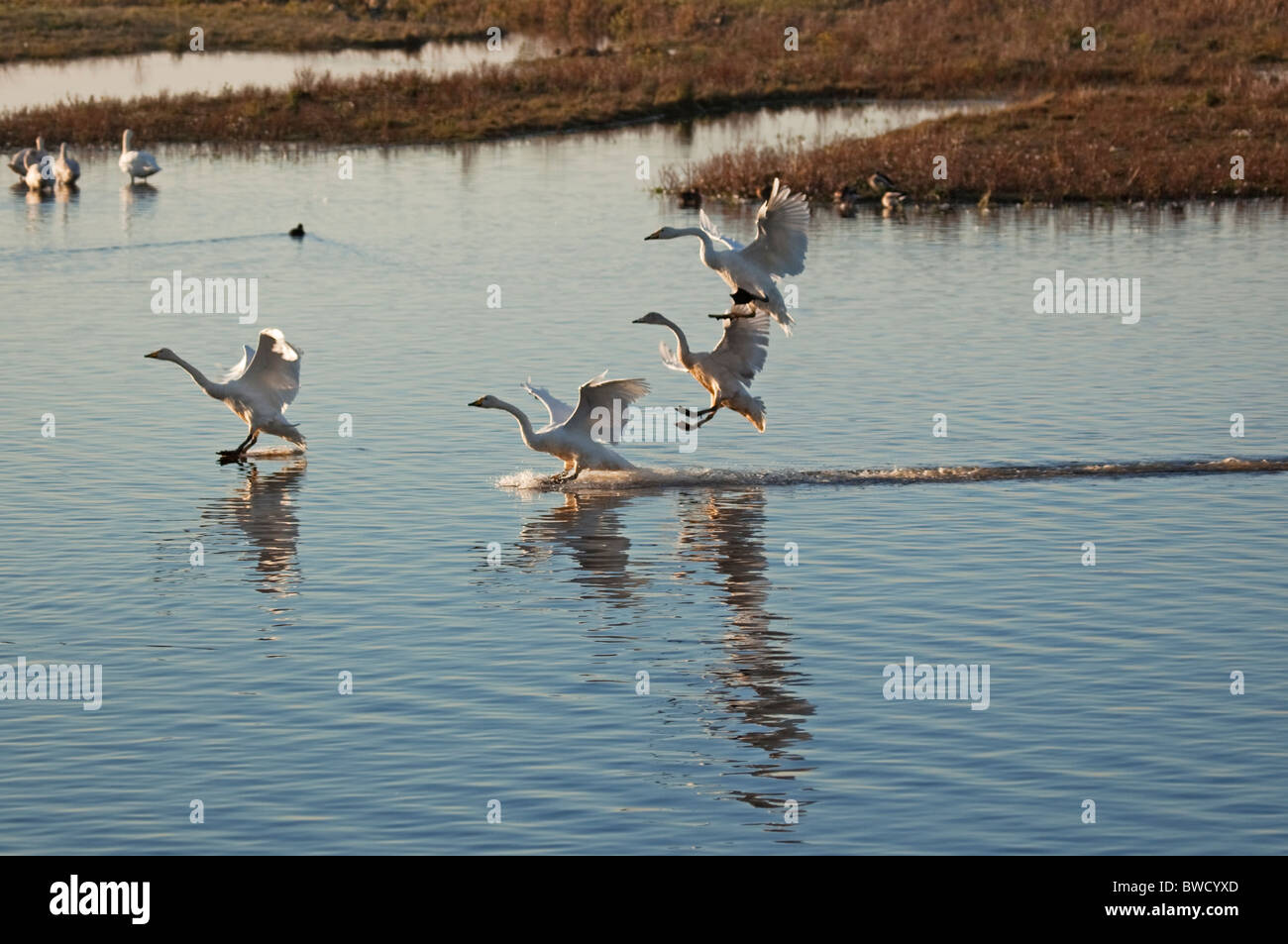 Splashdown of the swan hi-res stock photography and images - Alamy
