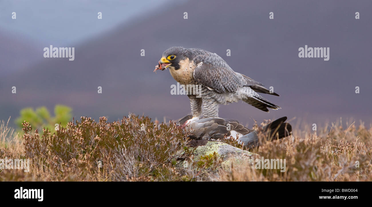 Peregrine falcon with prey Stock Photo - Alamy