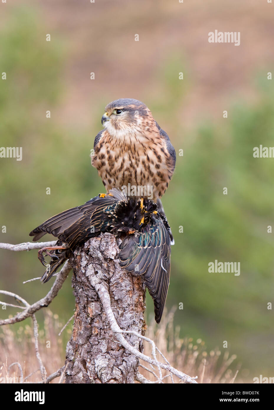 Merlin starling hi-res stock photography and images - Alamy