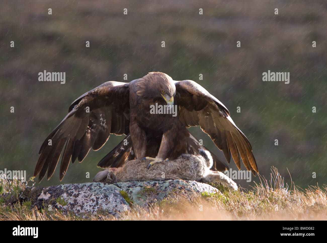 Golden eagle, mantling over rabbit in rain Stock Photo - Alamy