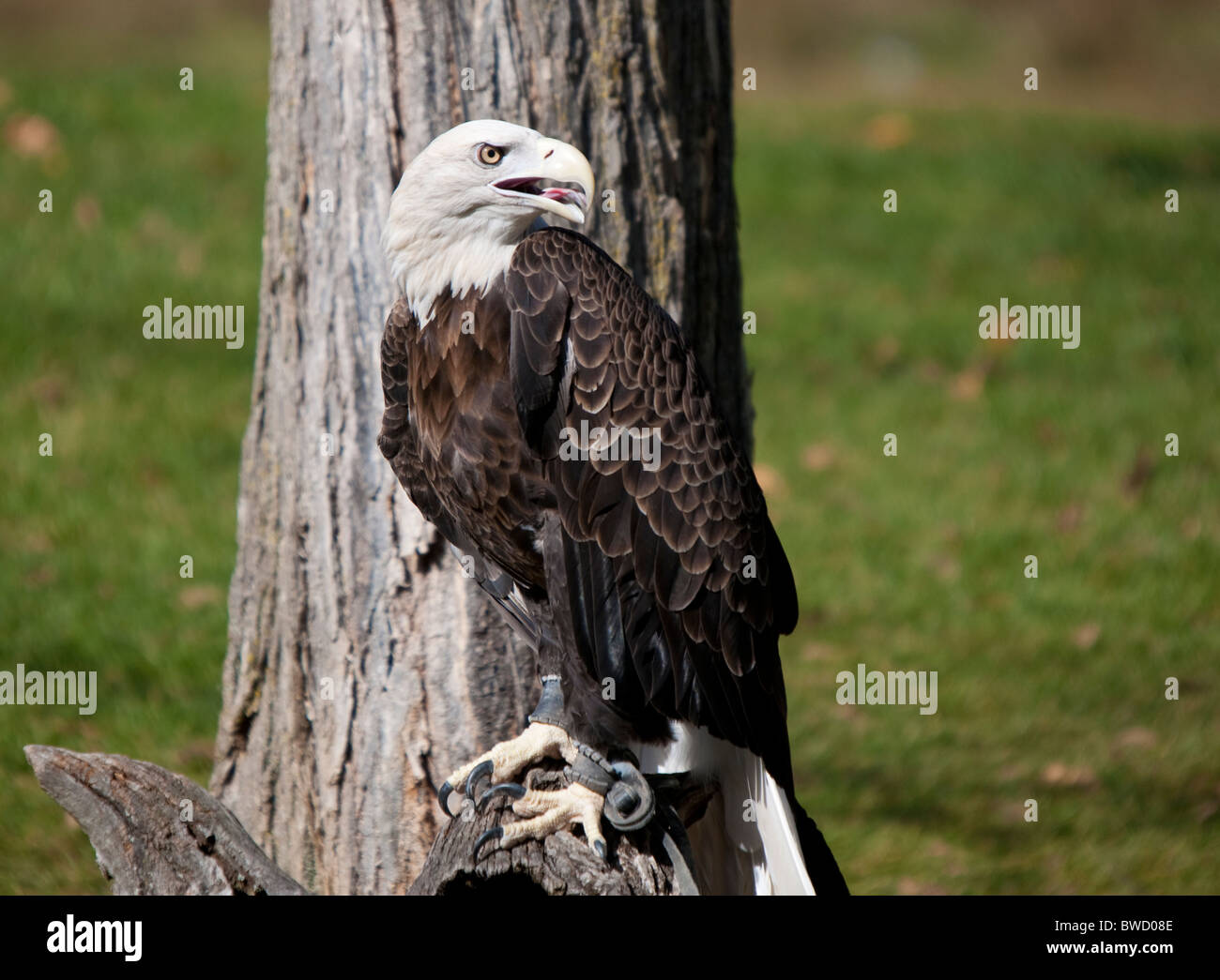 Howell Nature Center Wildlife Shoot. All Photos are For Sale contact ...