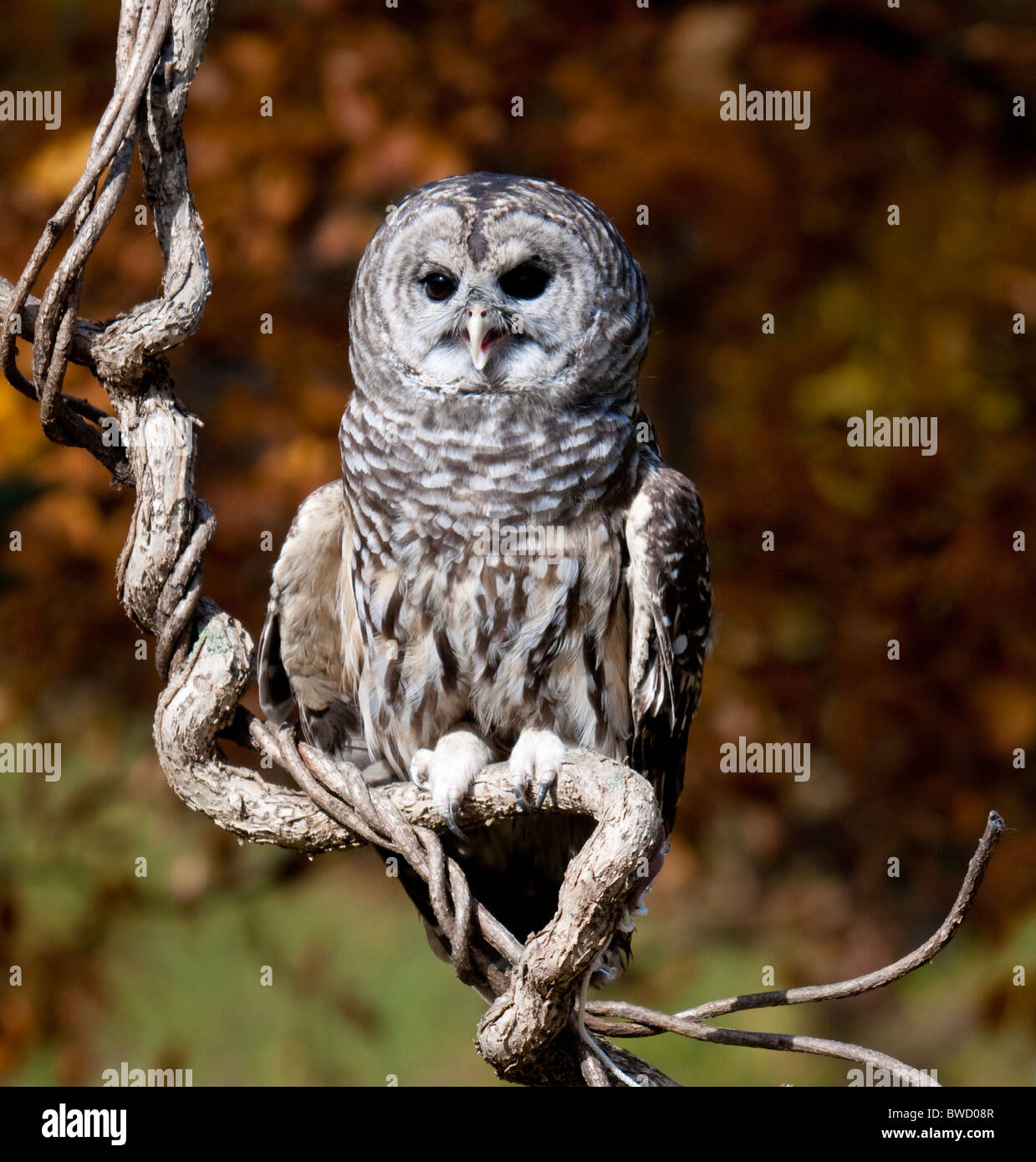 Howell Nature Center Wildlife Shoot. All Photos are For Sale contact ...