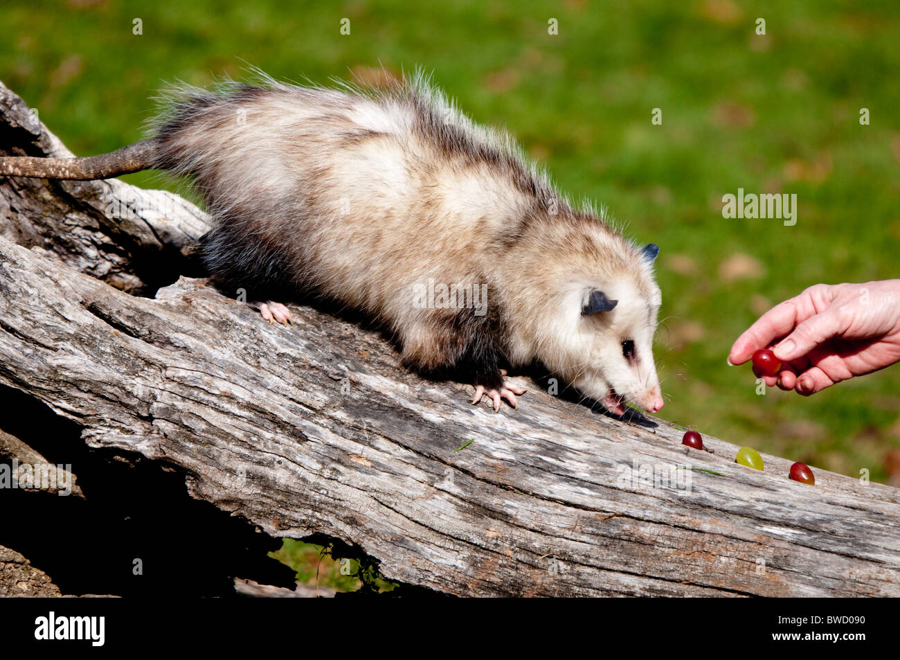 Howell Nature Center Wildlife Shoot. All Photos are For Sale contact ...