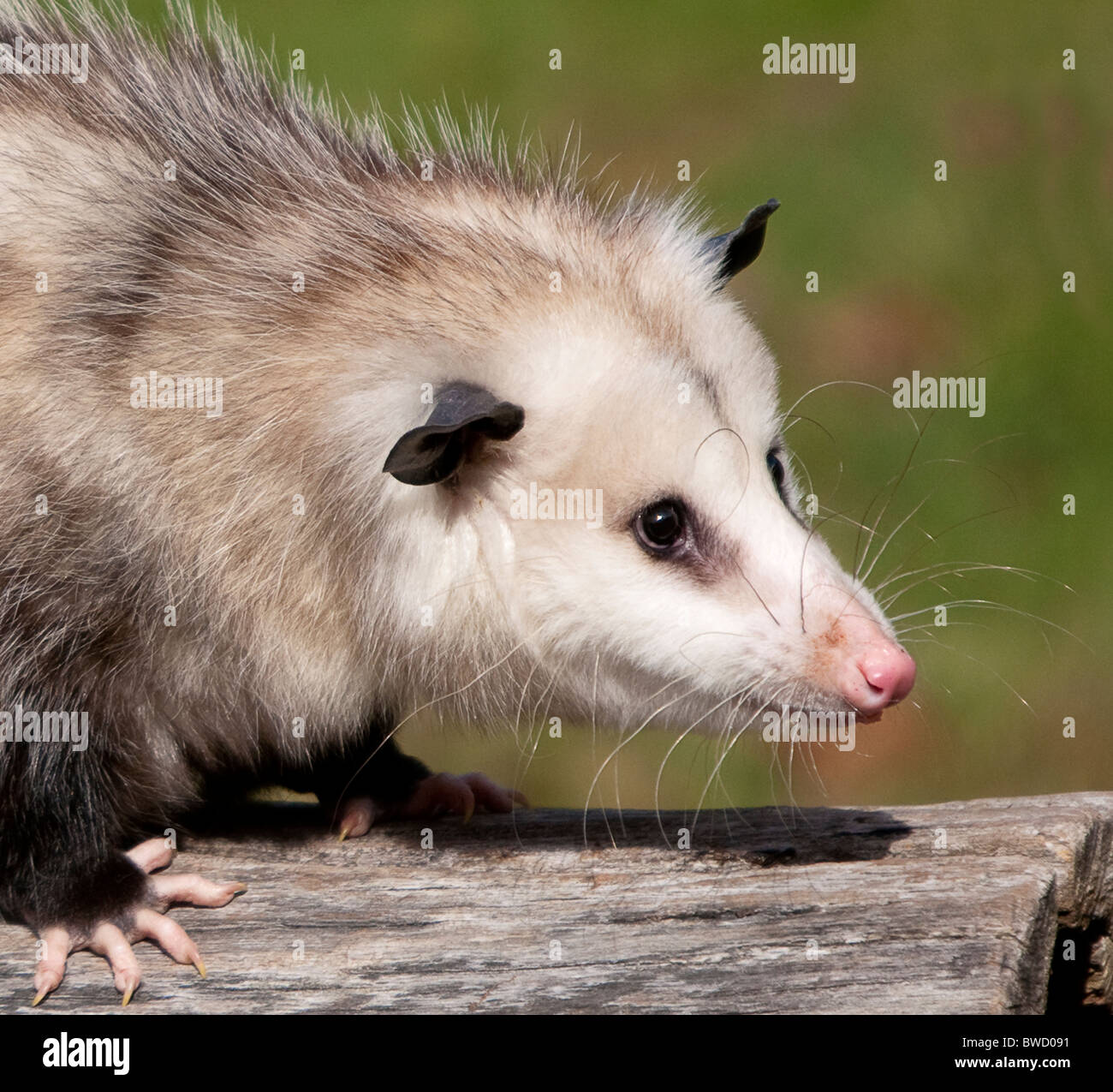 Opossum pouch hi-res stock photography and images - Alamy