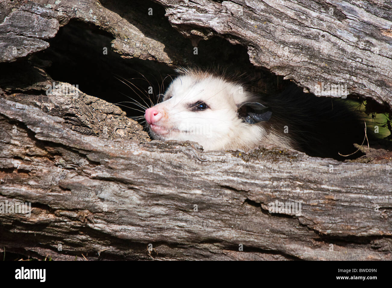 Opossum pouch hi-res stock photography and images - Alamy