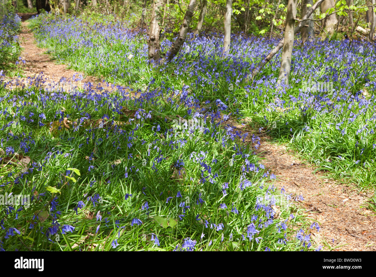 Hadlow down hi-res stock photography and images - Alamy