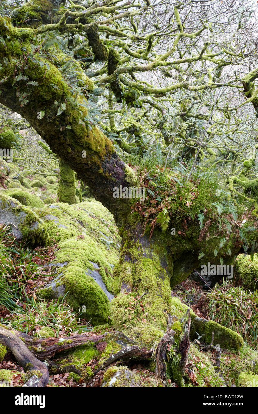 Stunted oak trees grow from a jumble of mossy rocks at Wistmans Wood on ...