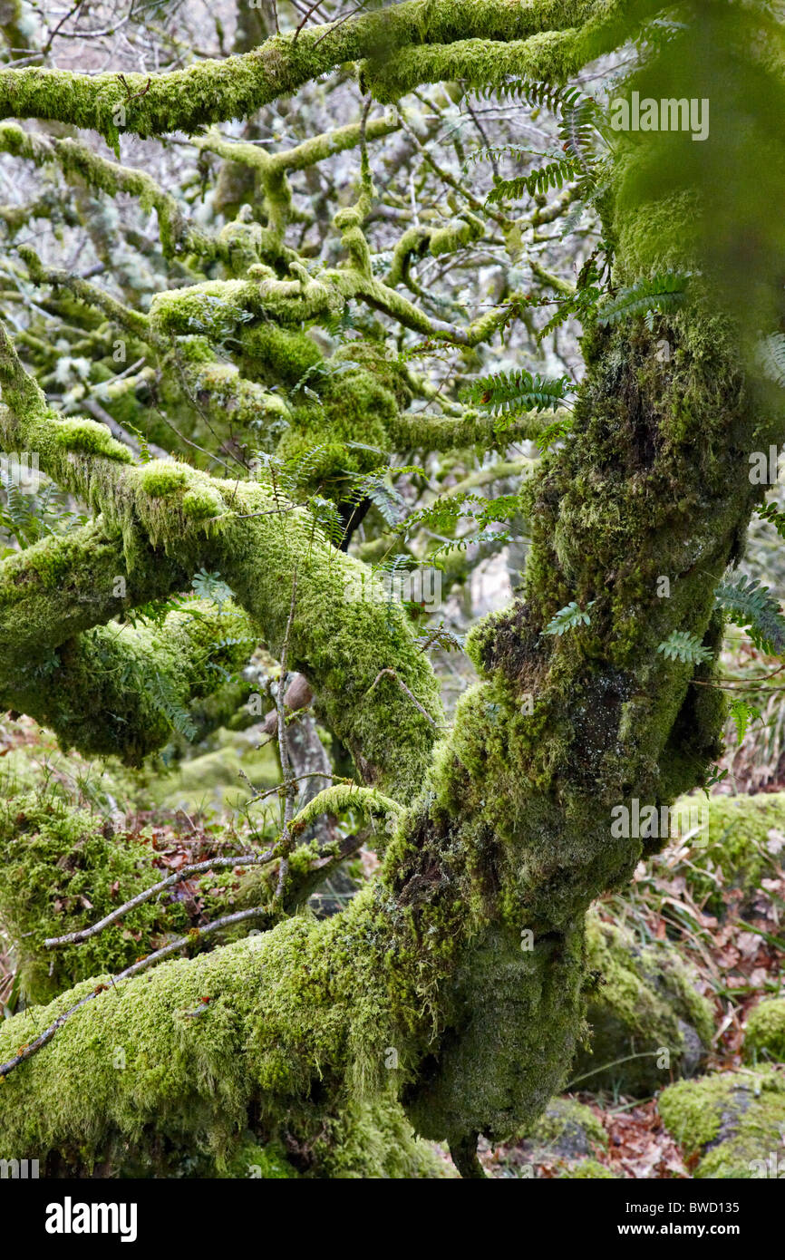 Stunted oak trees hi-res stock photography and images - Alamy