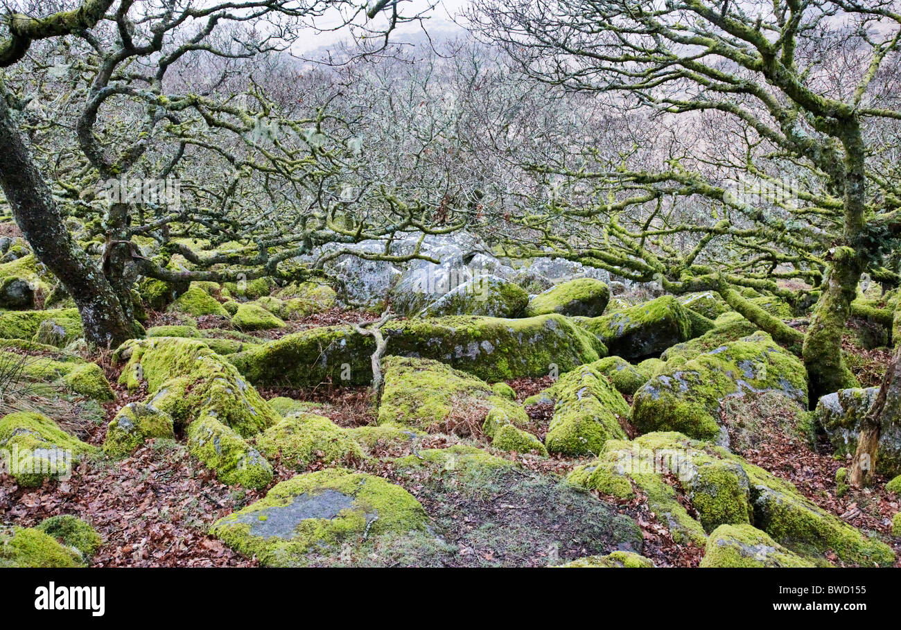 Stunted oak trees grow from a jumble of mossy rocks at Wistmans Wood on ...