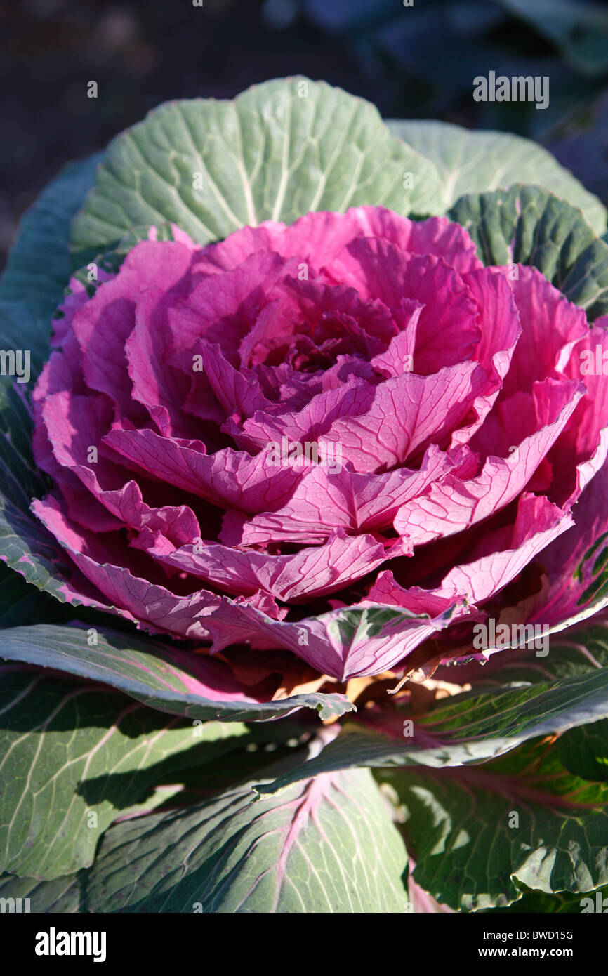 Red ornamental cabbage Stock Photo - Alamy