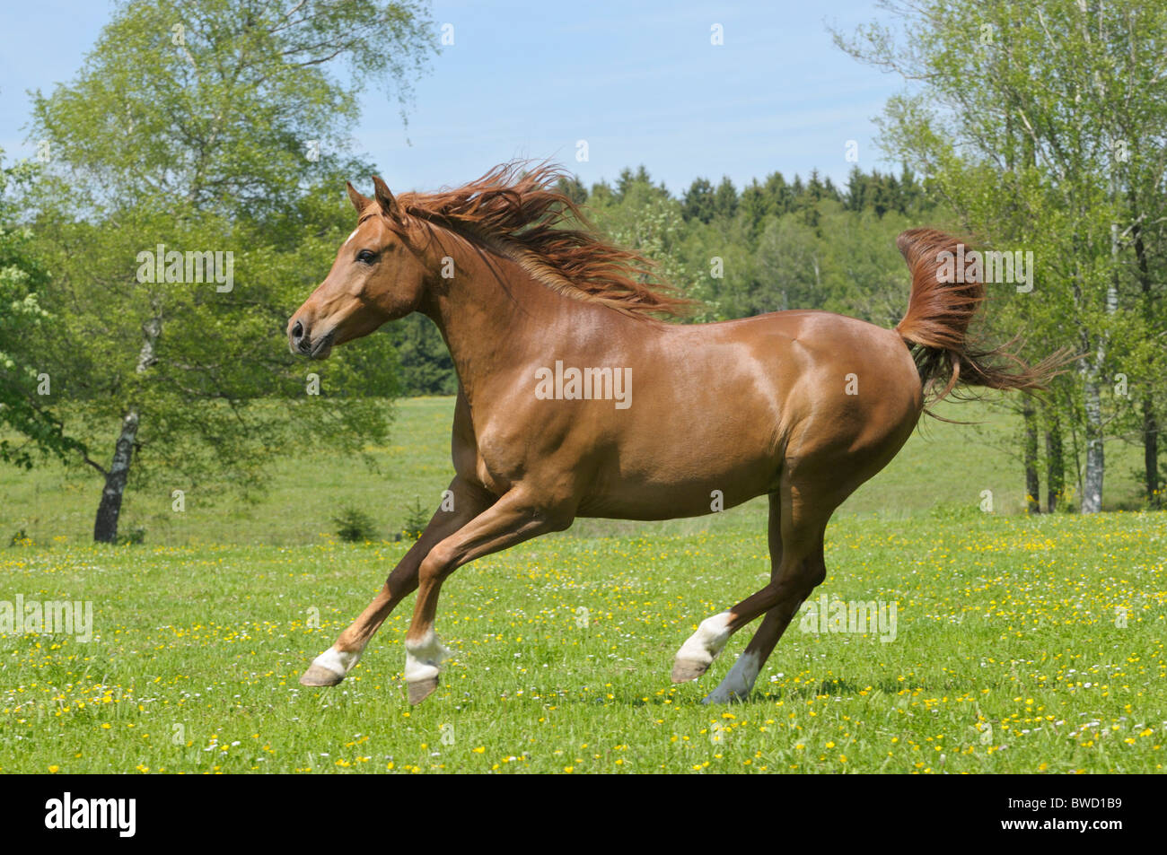 Arabian horse galloping in the field Stock Photo - Alamy