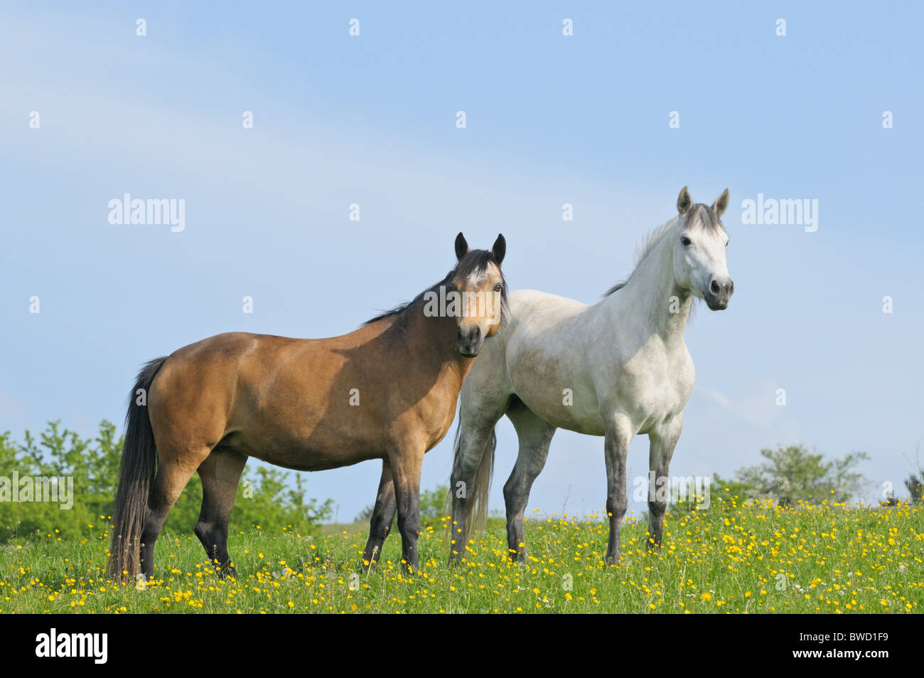 Two ponies standing hi-res stock photography and images - Alamy