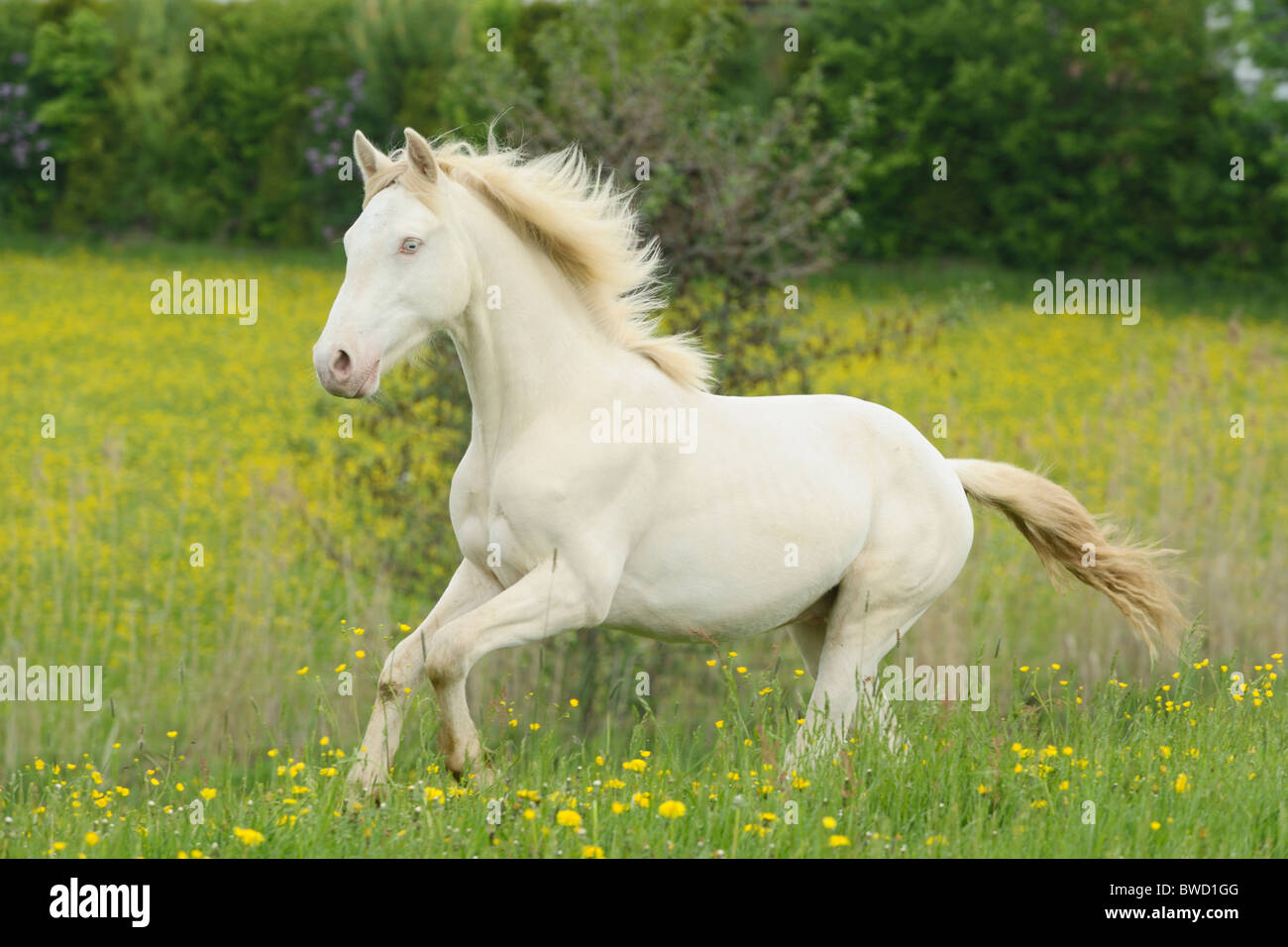 Cremello pony High Resolution Stock Photography and Images - Alamy