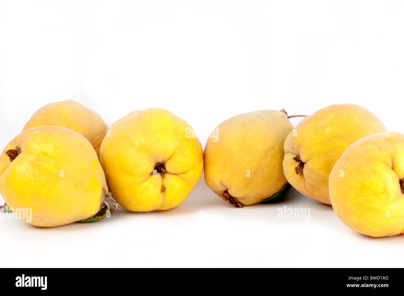 Six wooly, yellow quinces in a row. on white Stock Photo - Alamy