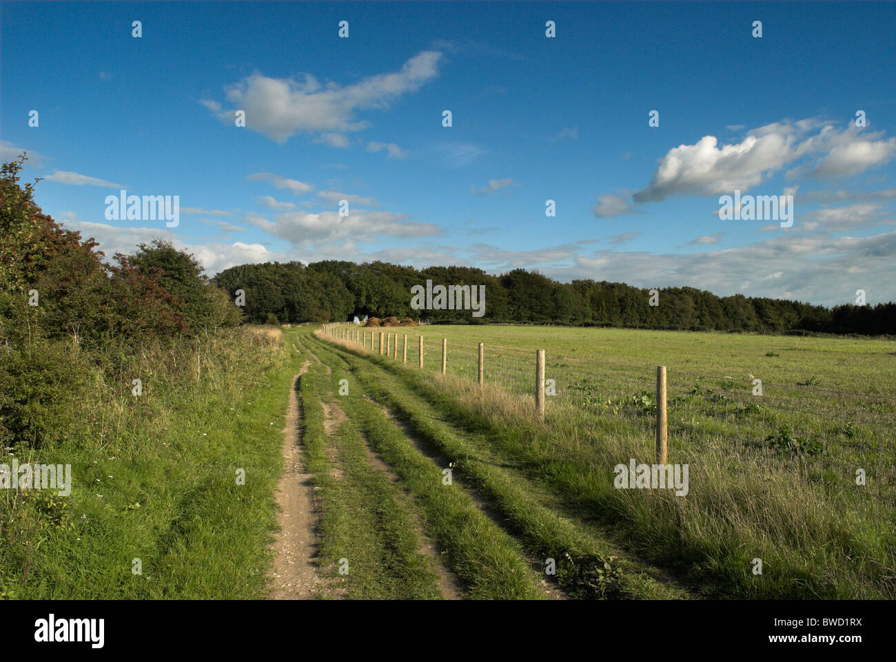 The South Downs Way at Rackham Hill between Washington and Amberley in ...