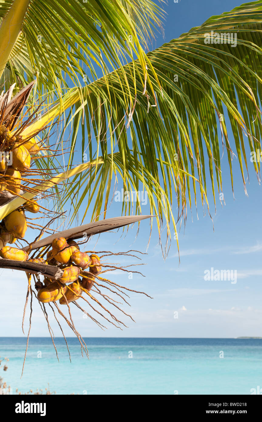 Palm tree with fruits on the beach Stock Photo - Alamy