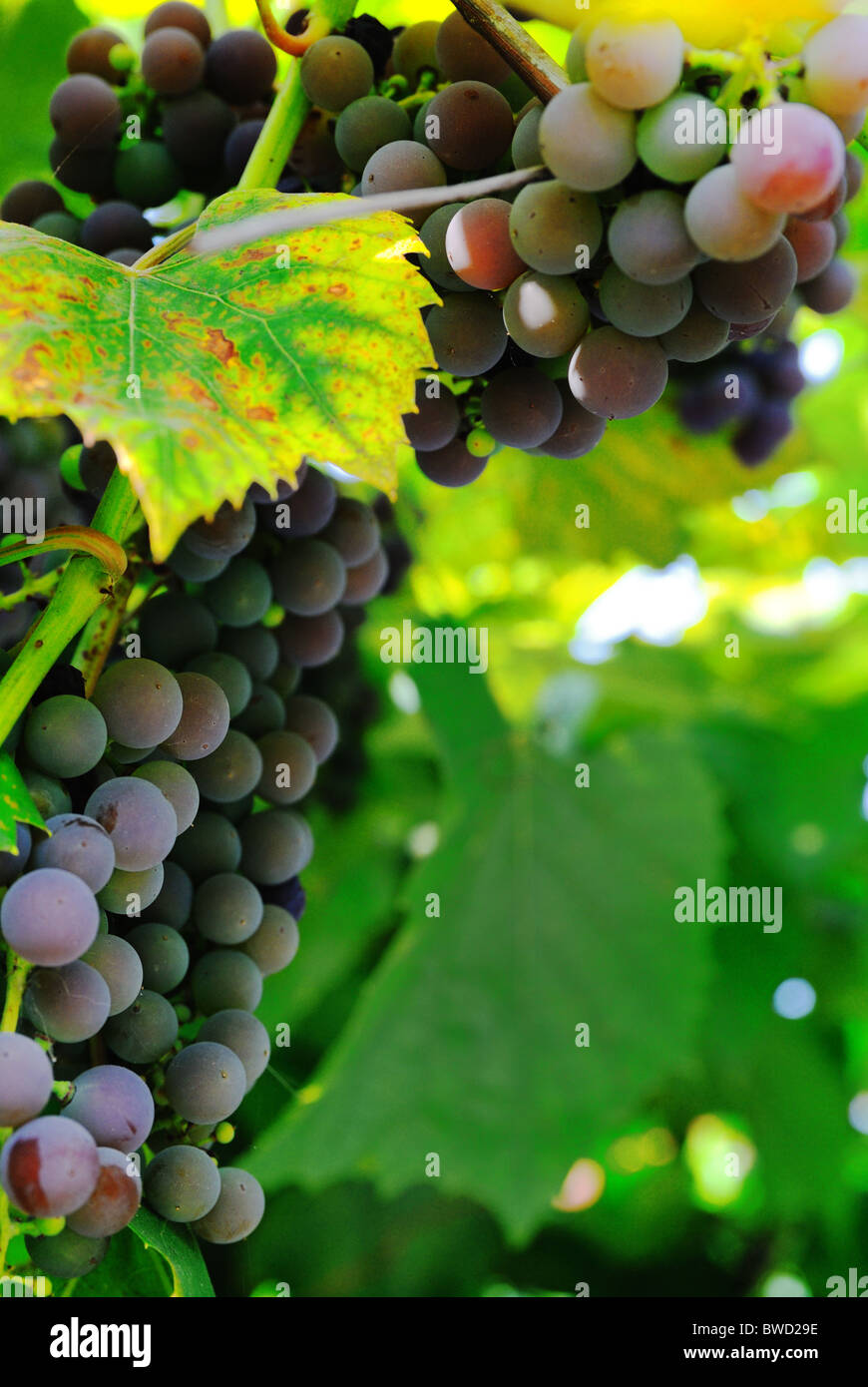 Grapes on the vine Stock Photo - Alamy