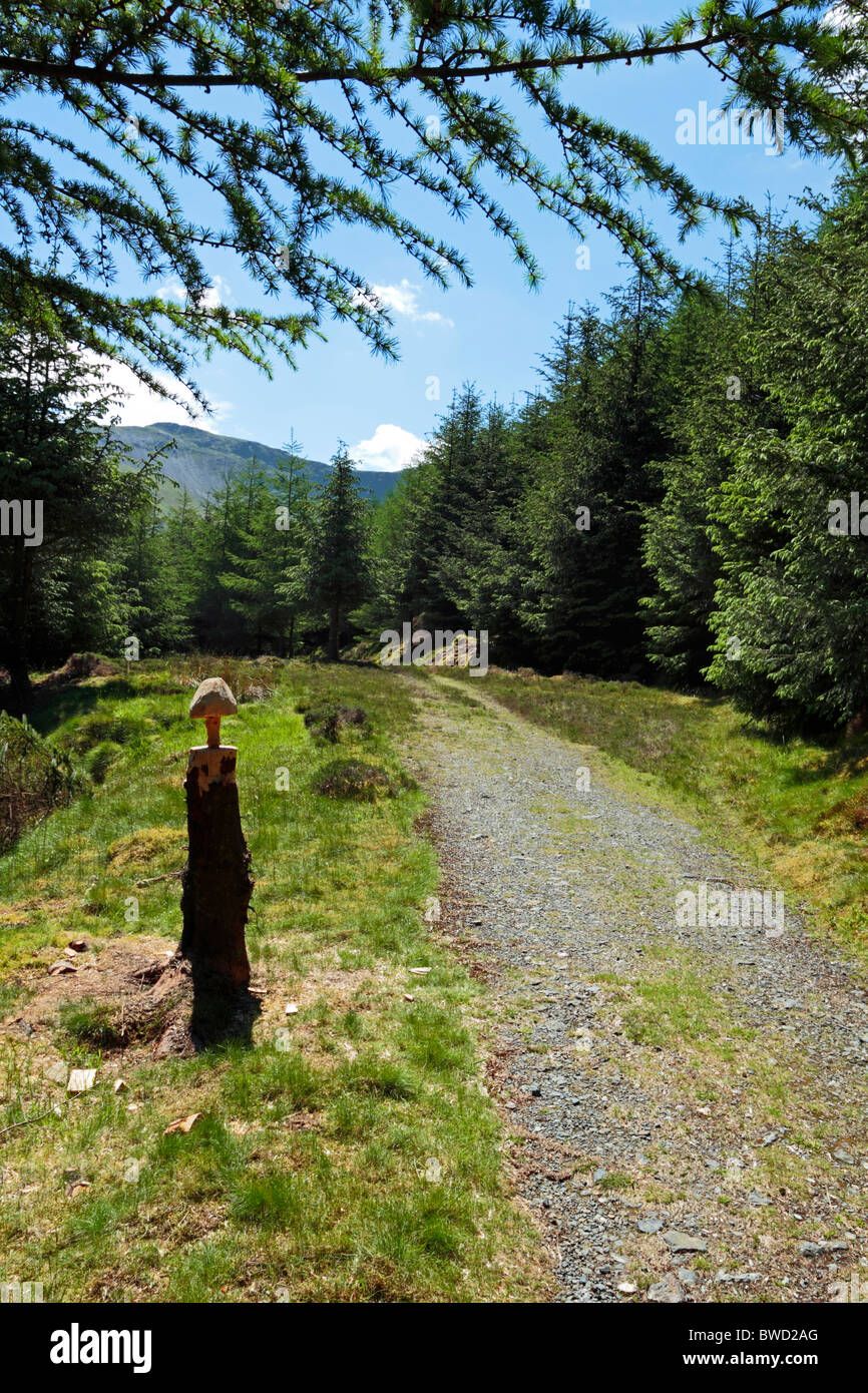Wood carvings in Whinlatter Forest in the Lake District National Park ...