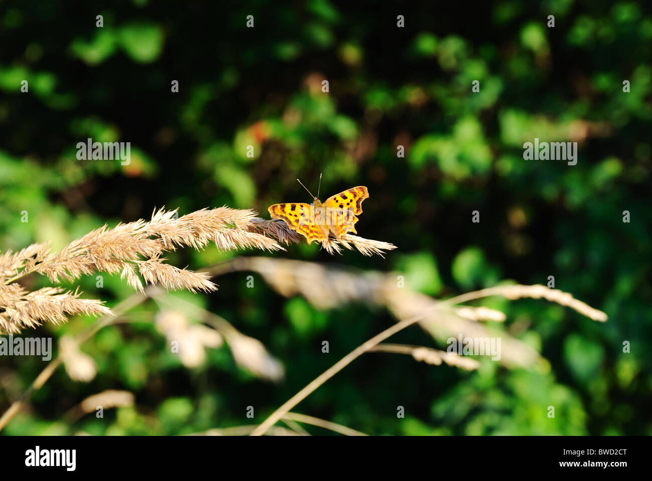 Female Scarce Copper butterfly (Lycaena virgaureae) on a grass stem ...
