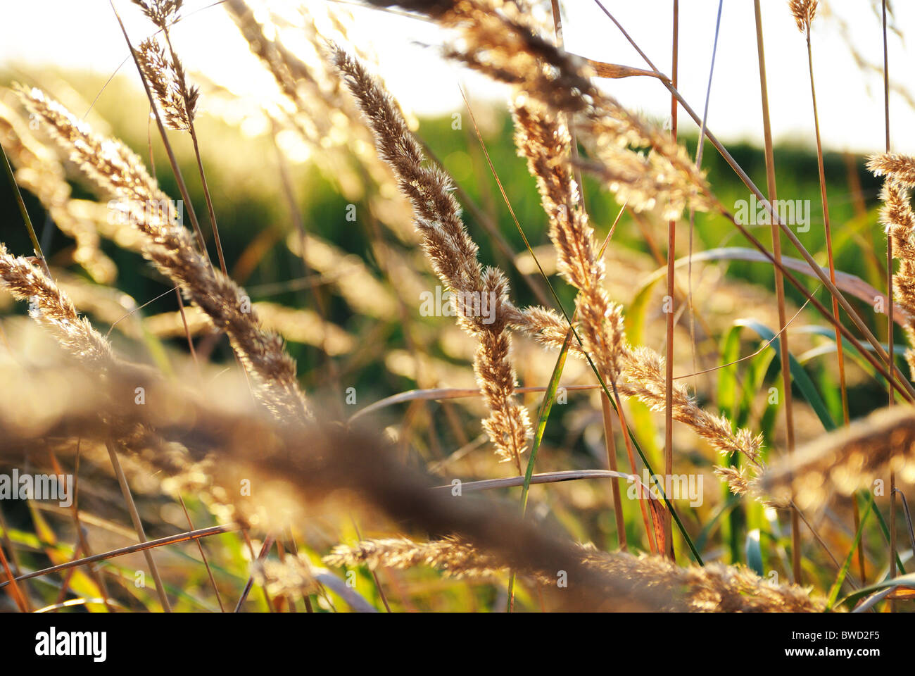 Grass in sunlight Stock Photo - Alamy