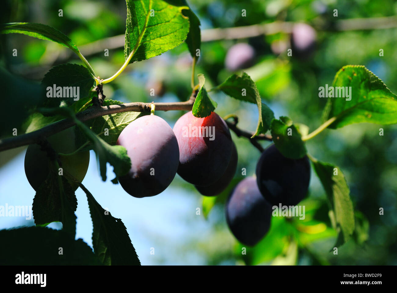 European plum prunus domestica hi-res stock photography and images - Alamy