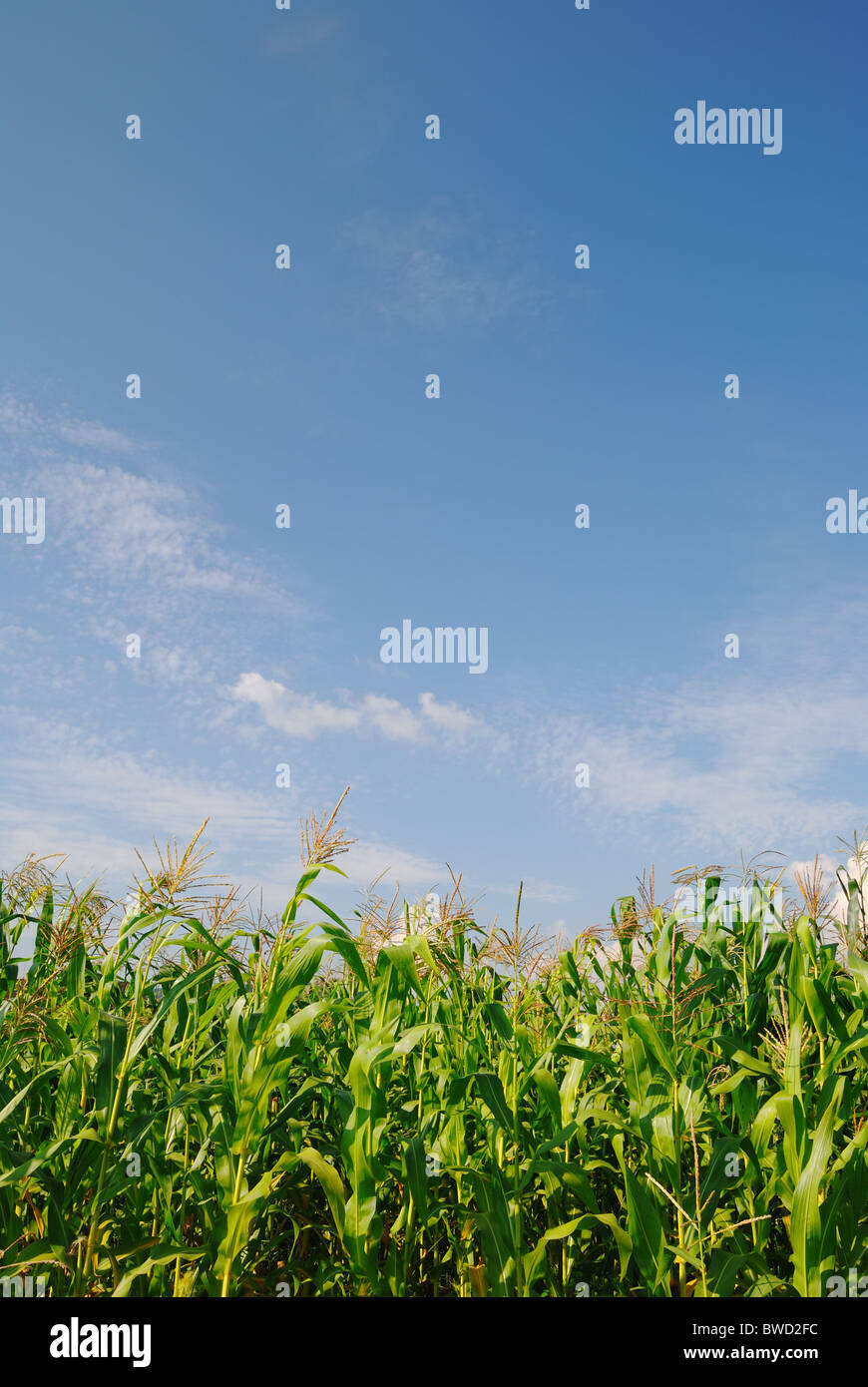 Indian summer ukraine hi-res stock photography and images - Alamy