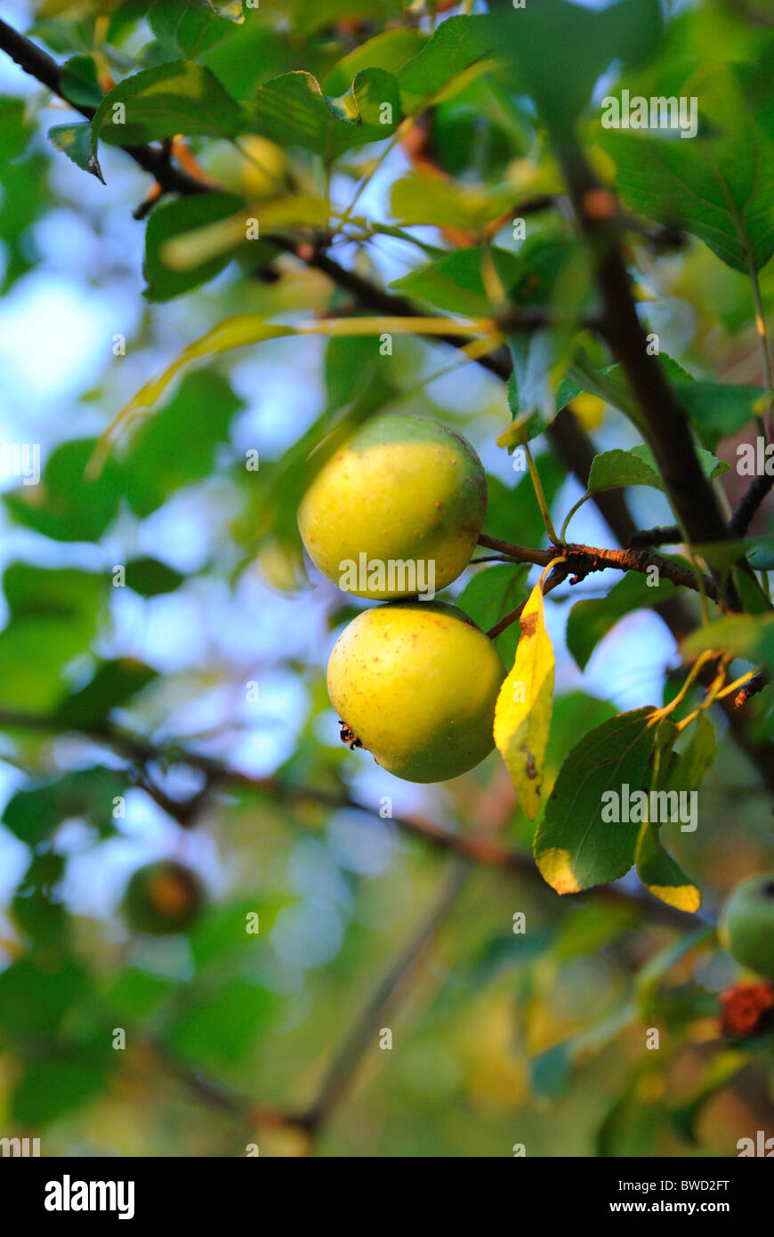 Two apples on the tree branch Stock Photo - Alamy